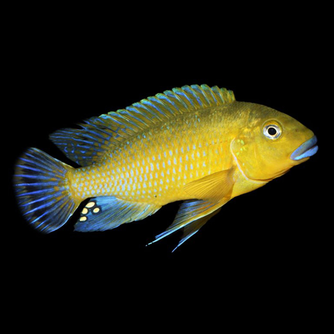 Pseudotropheus sp williamsi blue lips 4-5cm - Riverpark Aquatics