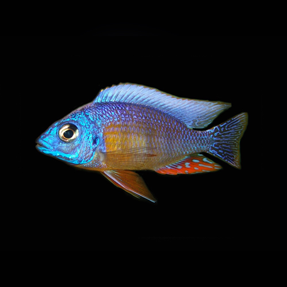 Taiwan Reef Cichlid (Protomelas sp. Steveni Taiwan) | Riverpark Aquatics