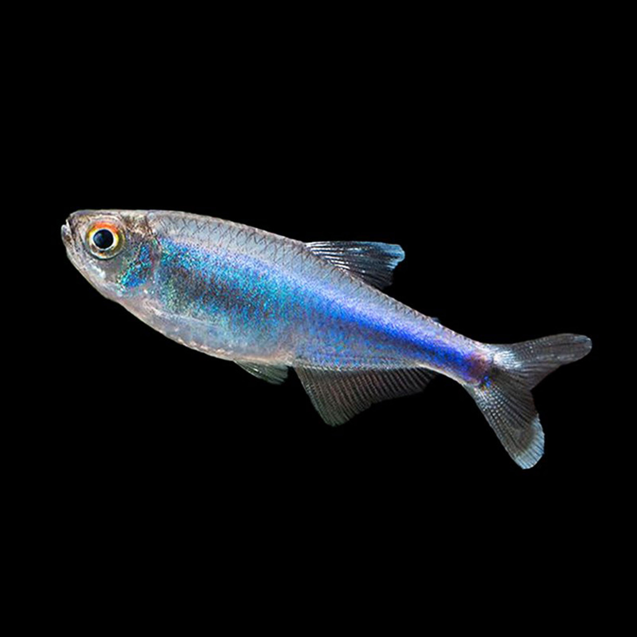 Blue Tetra Fish