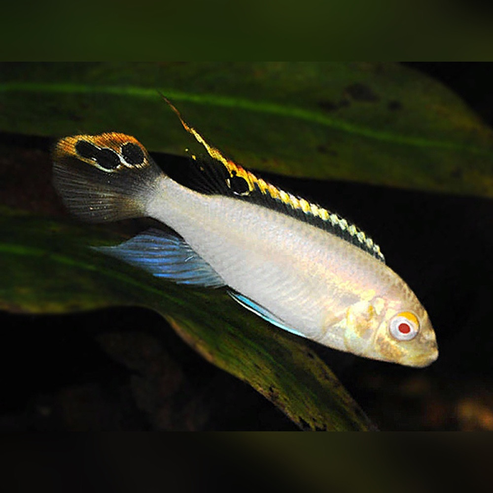 Albino Kribensis Dwarf Cichlid | Riverpark Aquatics