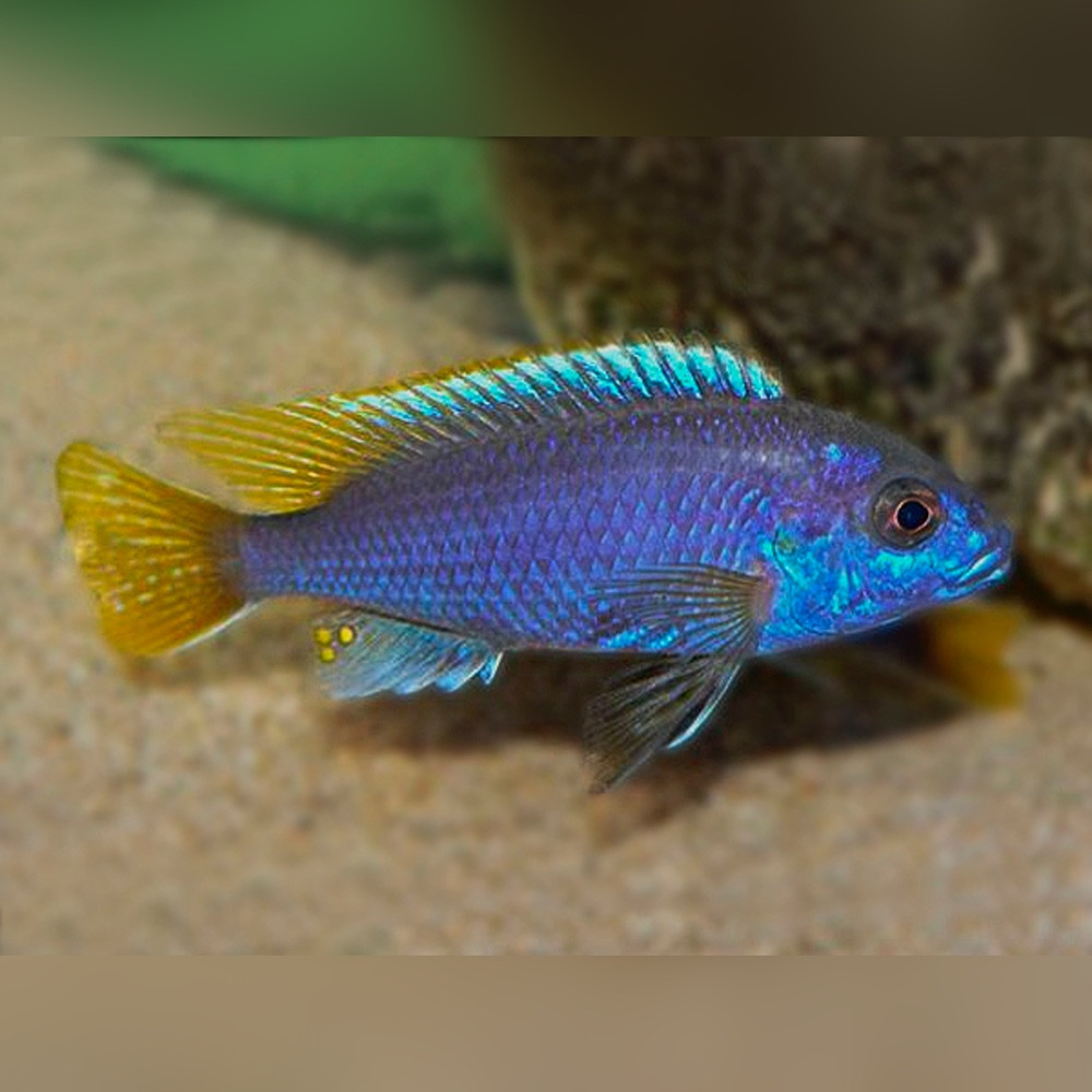 Yellow Tail Acei Cichlid (Pseudotropheus sp)