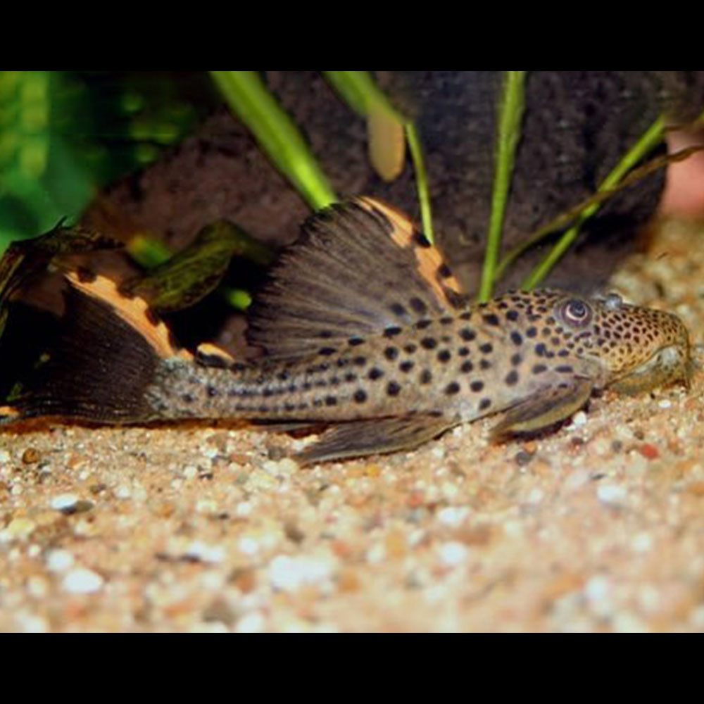 L091 Three Beacon Pleco (Leporacanthicus triactis) 10cm