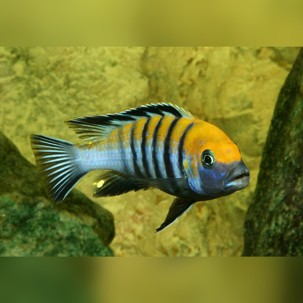 Cobue Dogtooth Cichlid (Cynotilapia afra "Cobue") pre-order