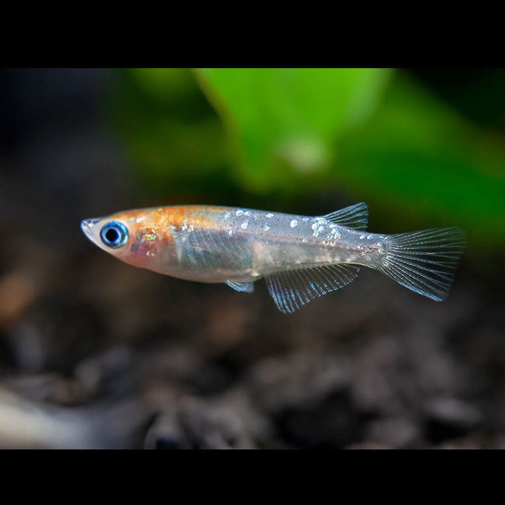 Starlight Medaka (Oryzias latipes)
