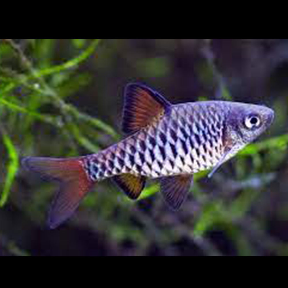 Checkered Barb (Oliotius oligolepis)