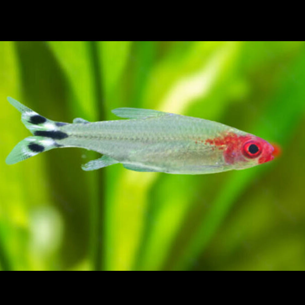 Platinum Rummy Nose Tetra (Hemigrammus rhodostomus)