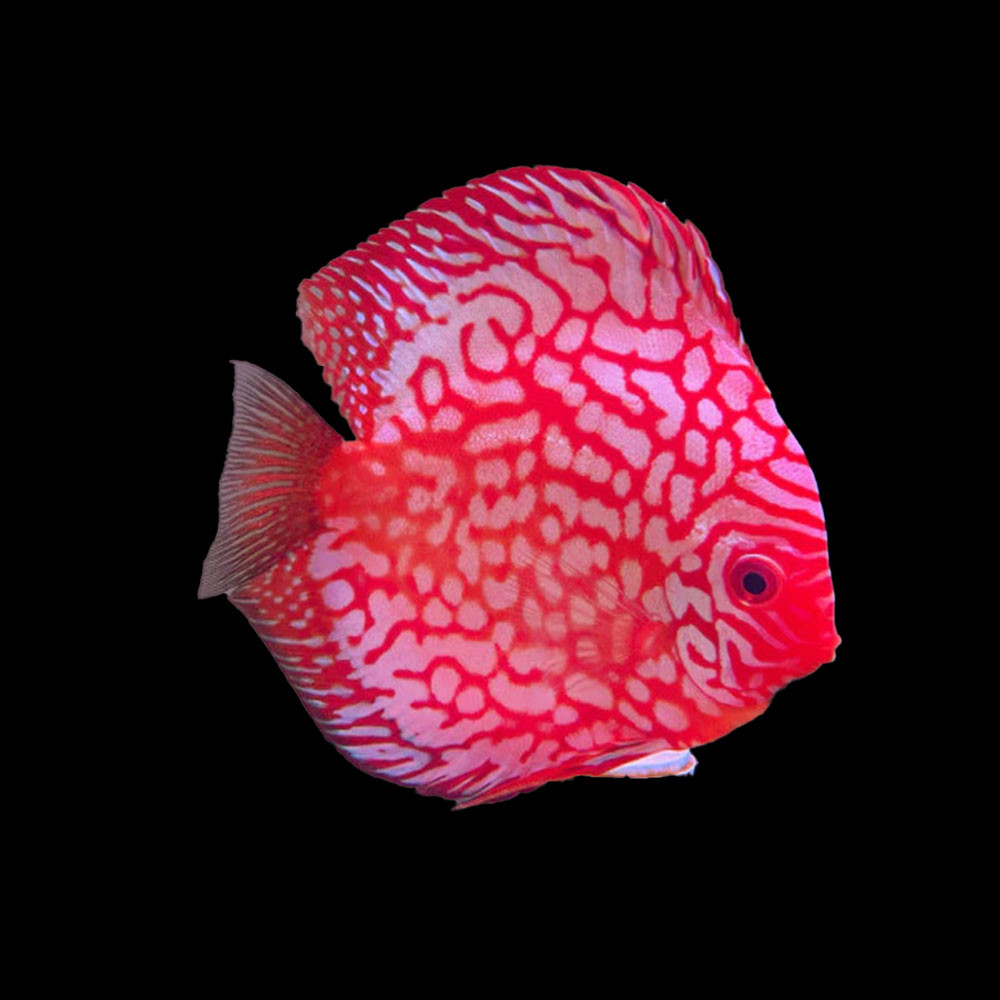 Red Pigeon Blood Discus (Symphysodon aequifasciatus)