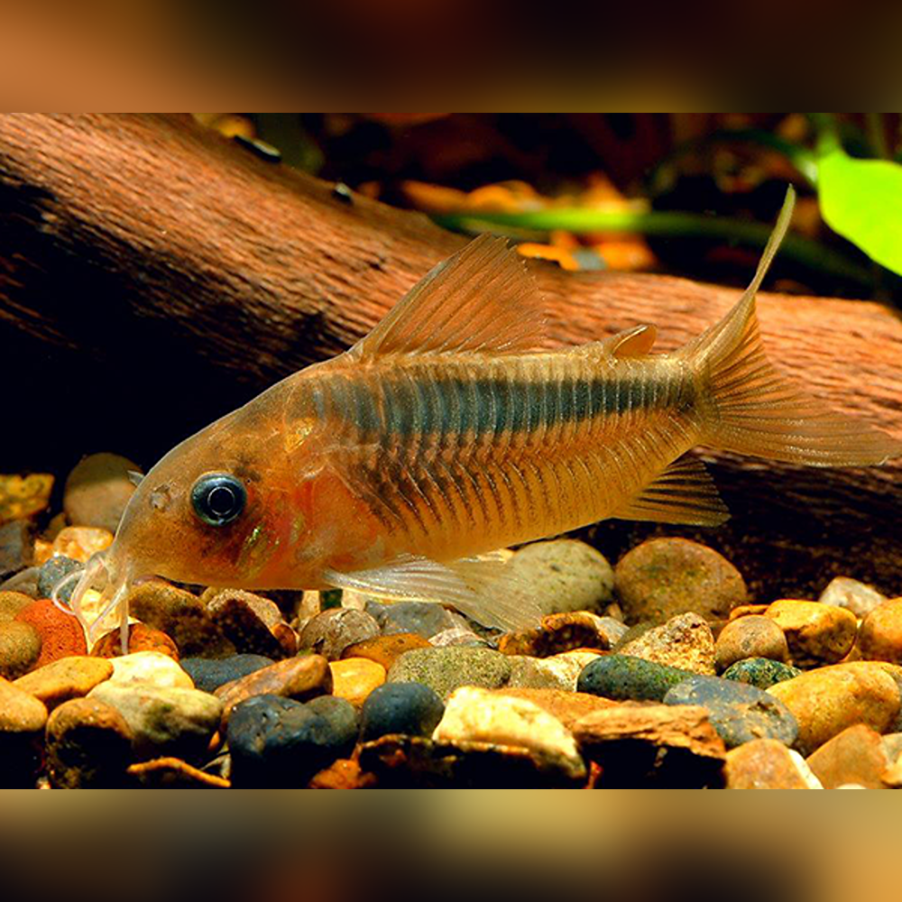 Corydoras Rabauti