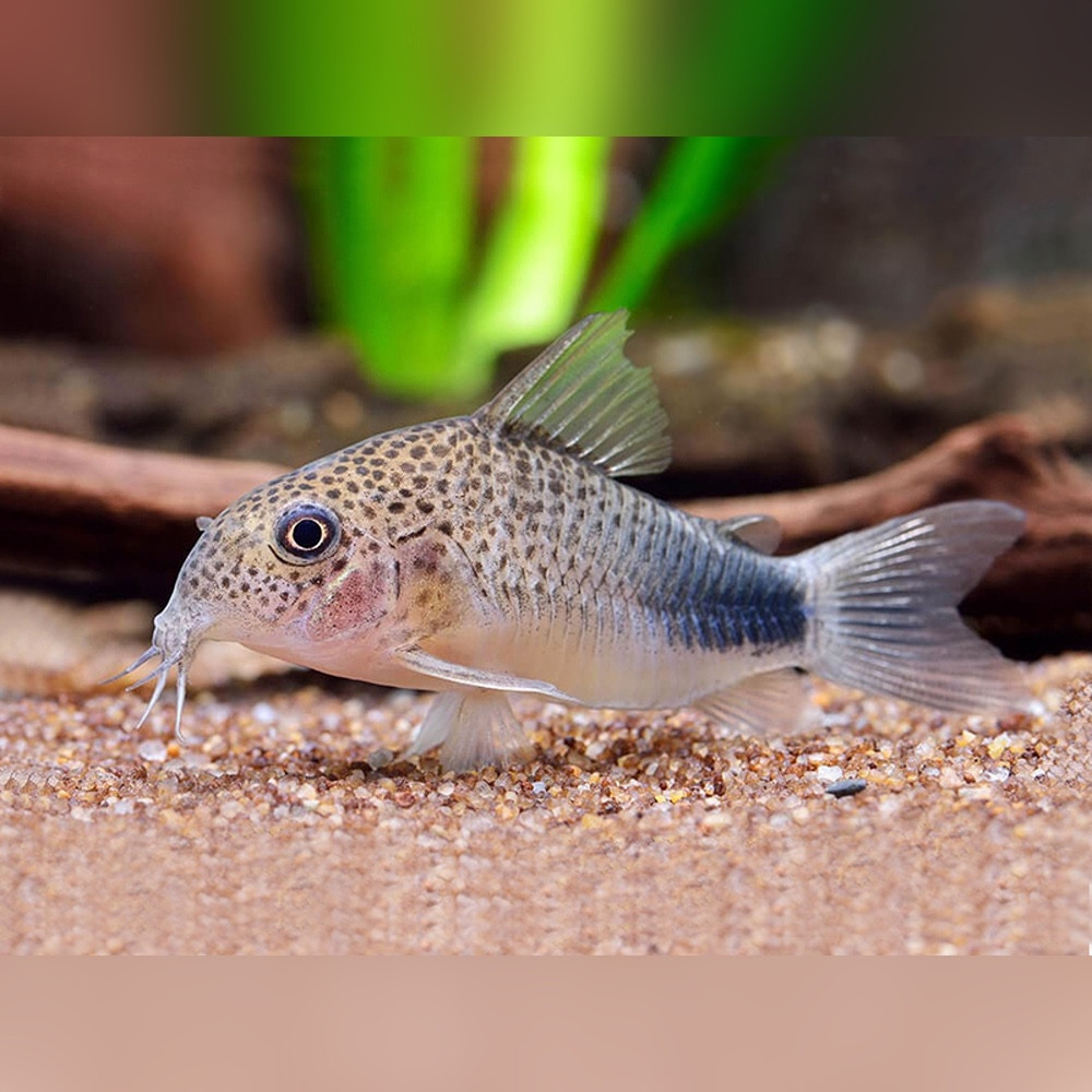 Smudge Spot Cory (Corydoras similis)
