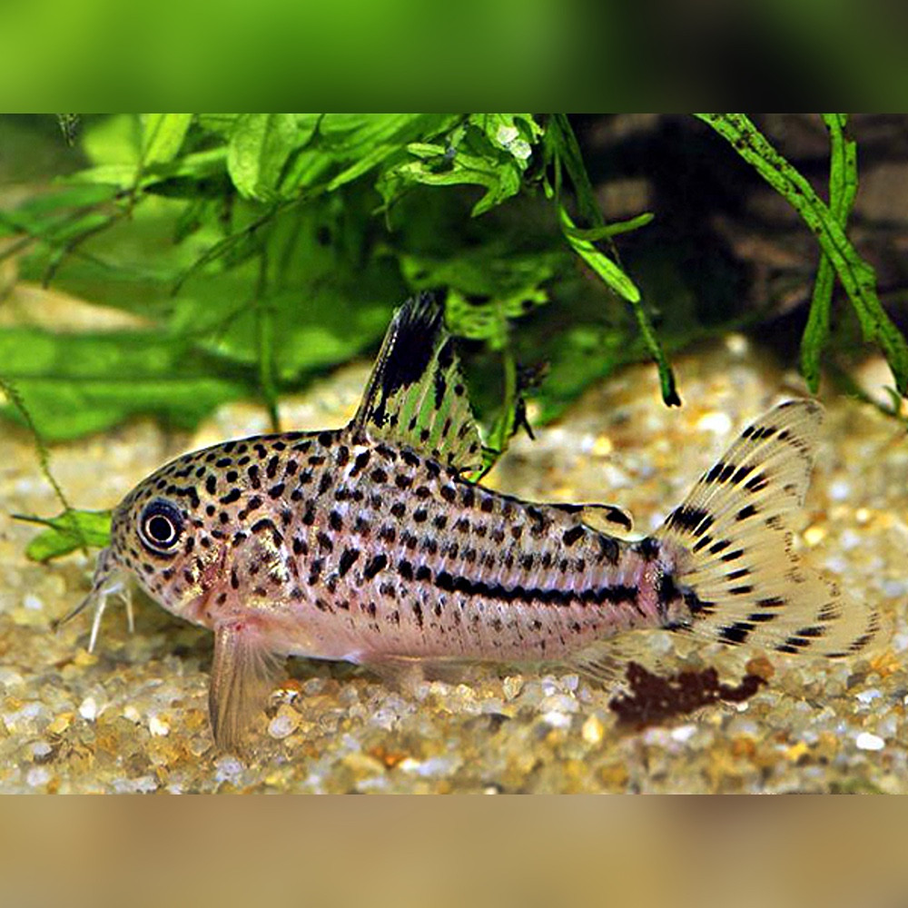 Three Line Corydora (Corydoras trilineatus)