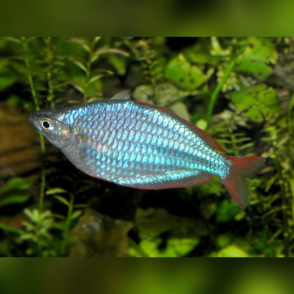 Dwarf Neon Rainbowfish | Riverpark Aquatics
