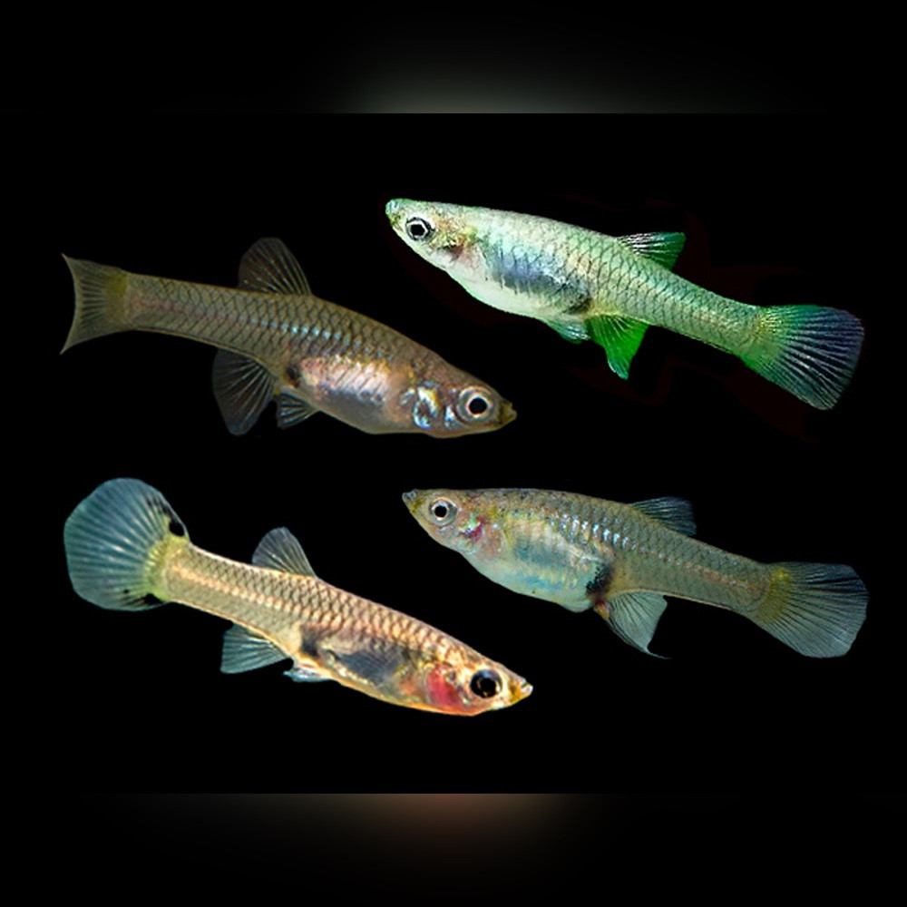 Assorted Female Endler Guppy (Poecilia wingei) | Riverpark Aquatics