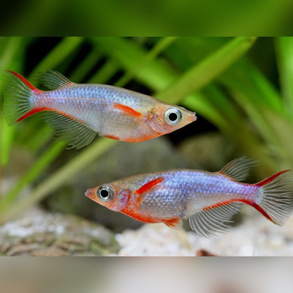 Daisy's Blue Ricefish (Oryzias woworae)
