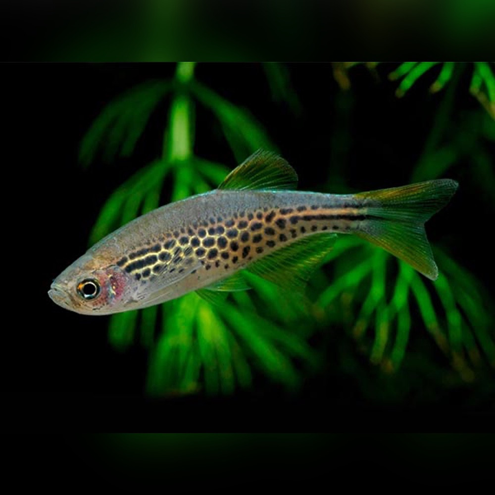 leopard danio lifespan