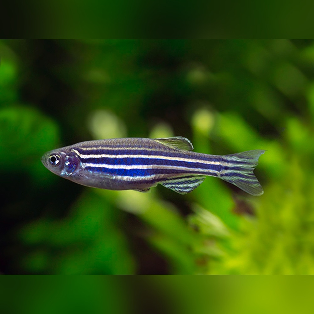 Zebra Danio (Danio rerio)