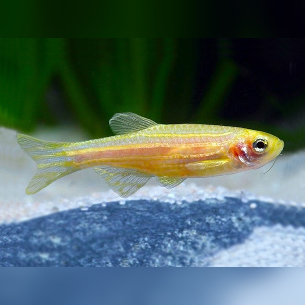 Gold Zebra Danio (Danio rerio) | Riverpark Aquatics