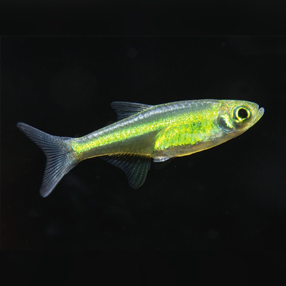 Neon Green Rasbora (Microdevario kubotai)