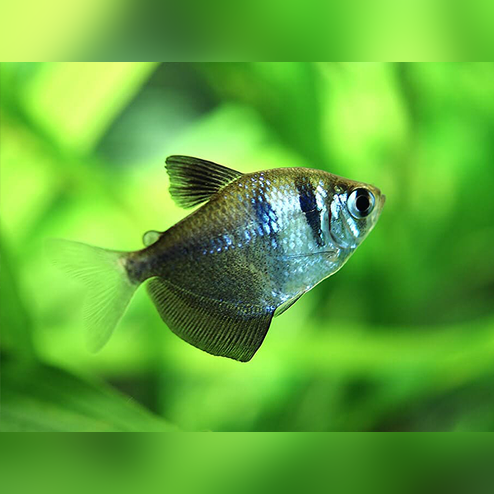 Black Widow Tetra (Gymnocorymbus ternetzi)