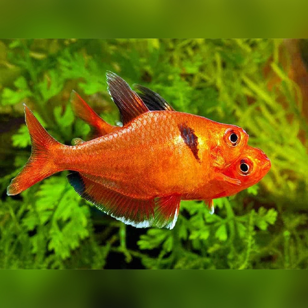 Serpae Tetra | Riverpark Aquatics