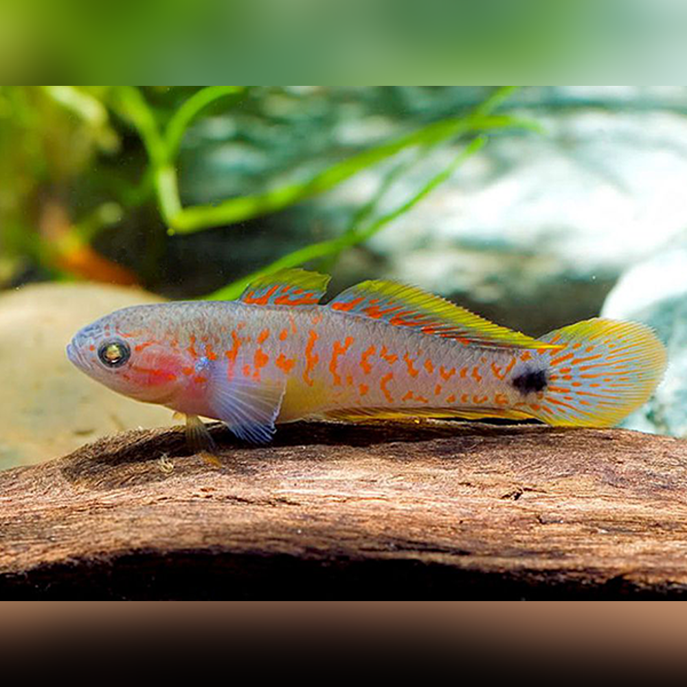 Peacock Gudgeon (Tateurndina ocellicauda)