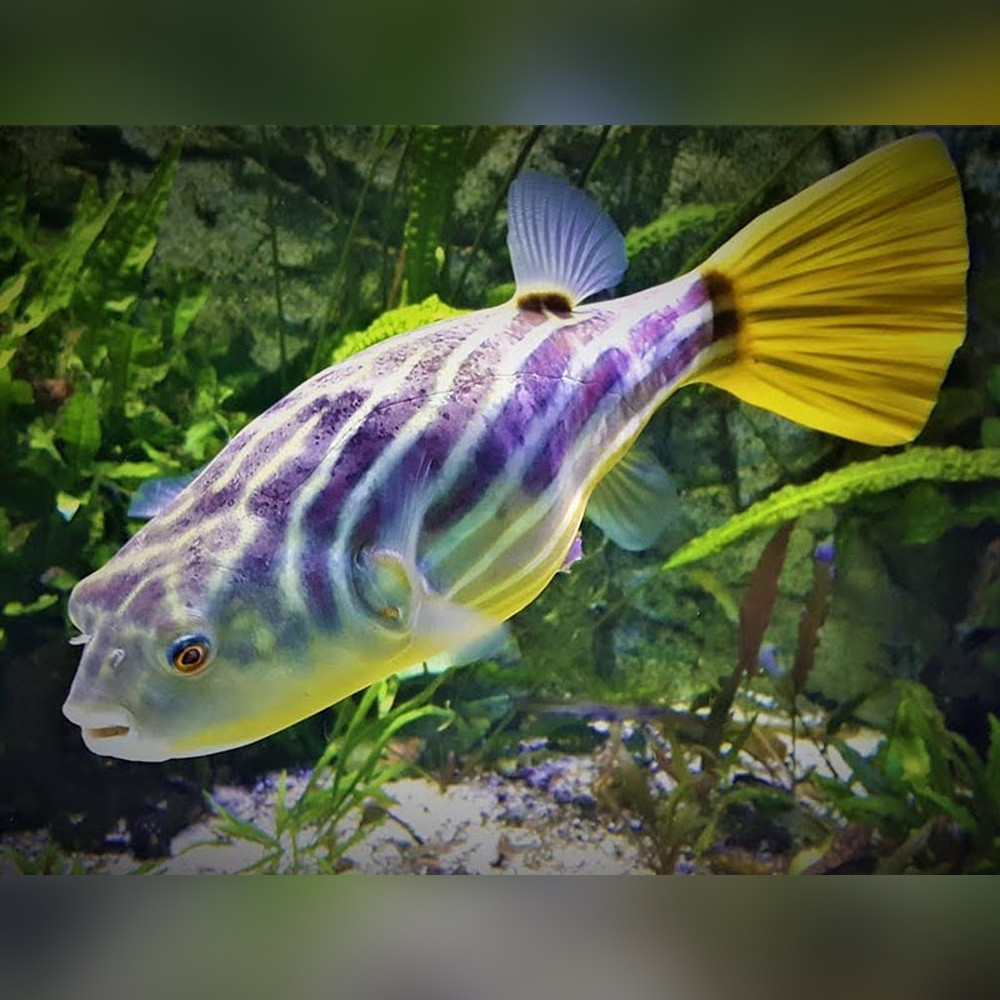 Fahaka Puffer (Tetraodon lineatus)