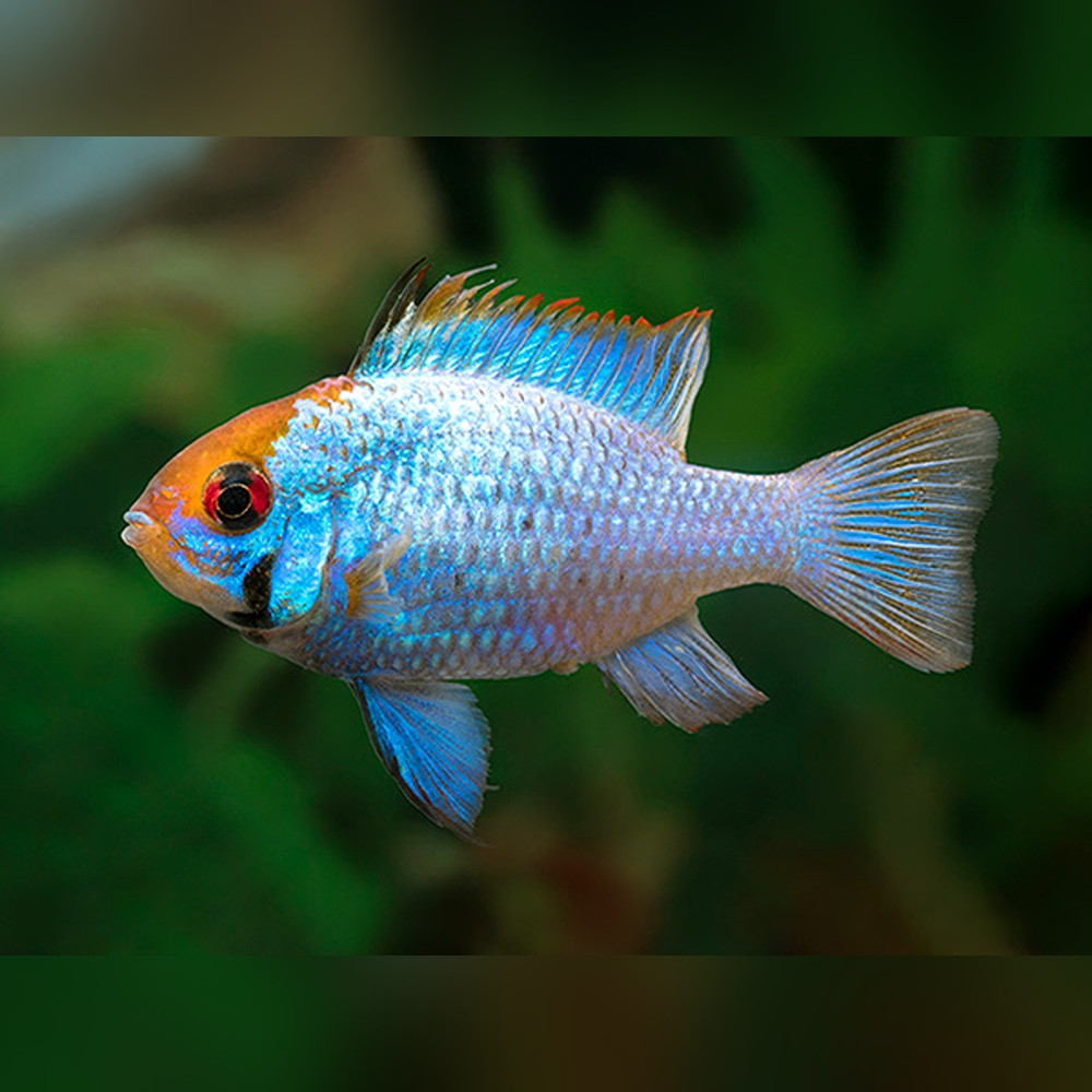 Electric Blue Ram Dwarf Cichlid (Mikrogeophagus ramirezi)