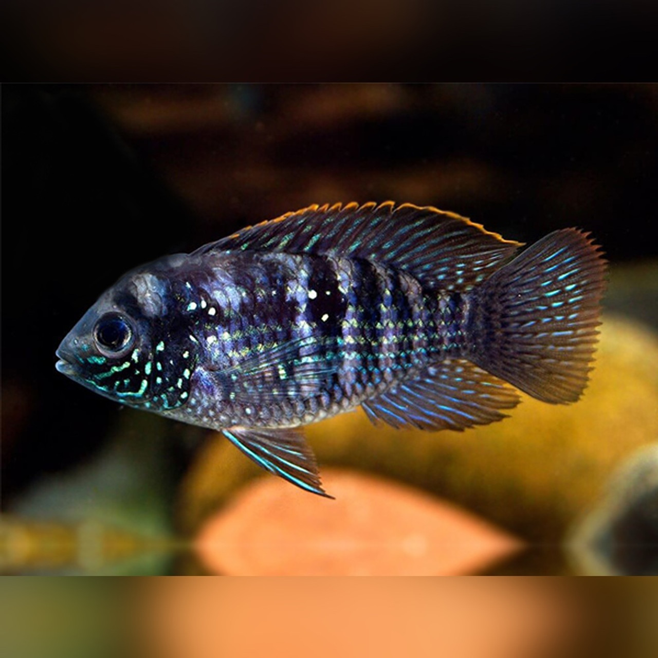 Blue Acara Cichlid (Andinoacara pulcher) 4-5cm