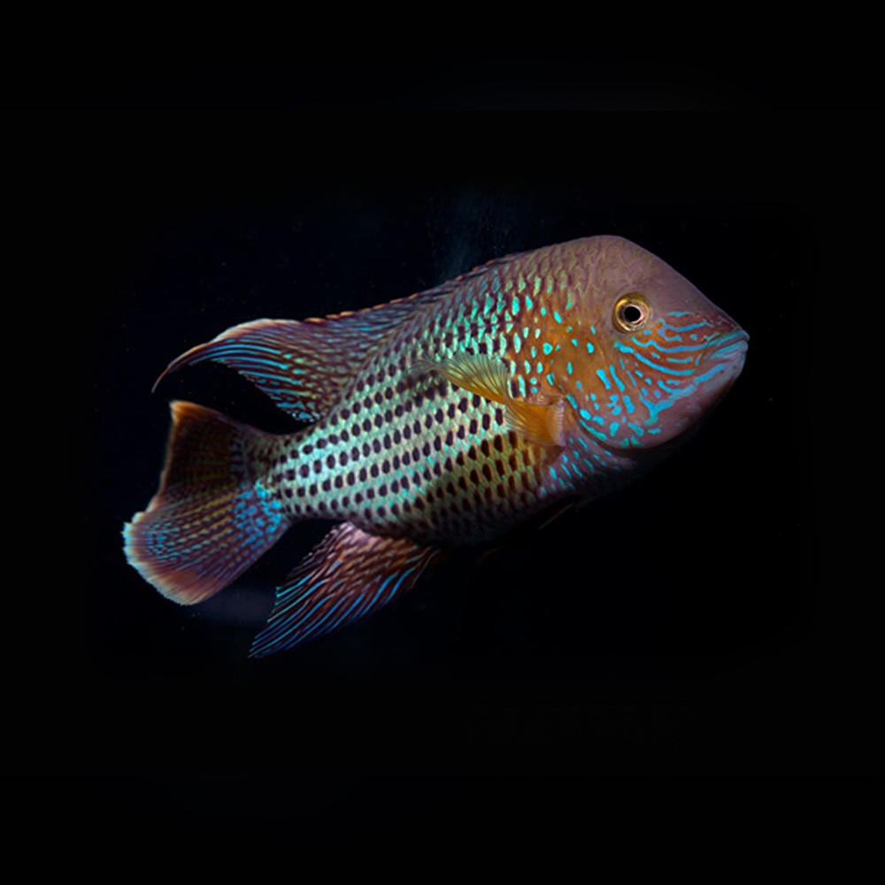 African Cichlid Green Terror Electric Yellow Fish Photo #9 Green