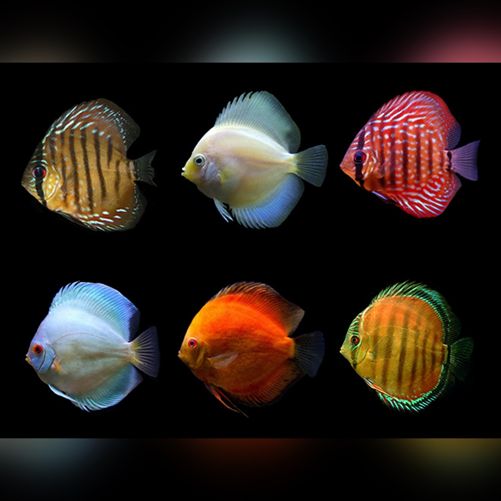 Assorted Discus (Symphysodon aequifasciatus) | Riverpark Aquatics