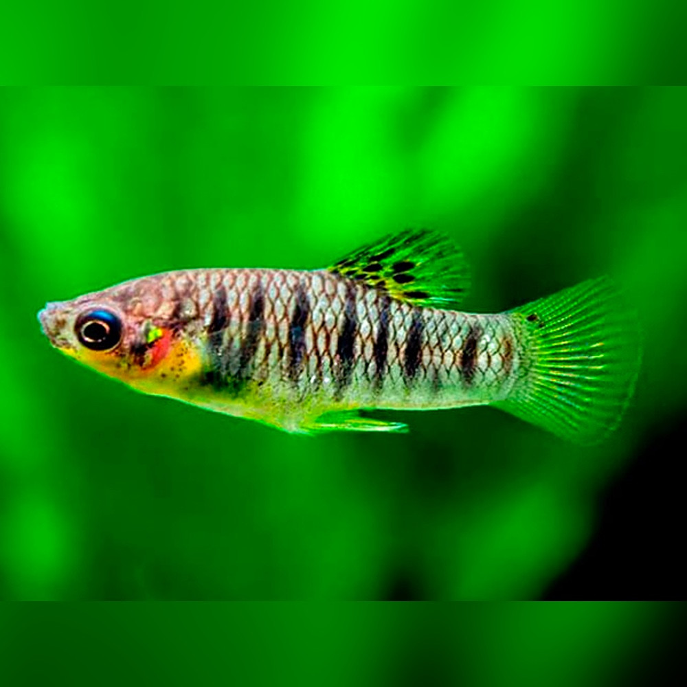 Humpback Limia Pair (Limia nigrofasciata)