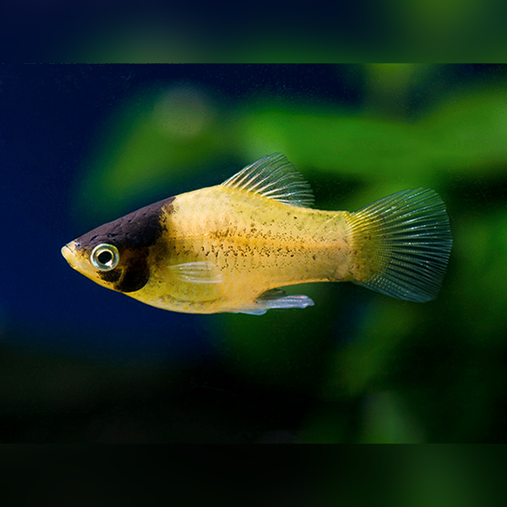 bumblebee platy size
