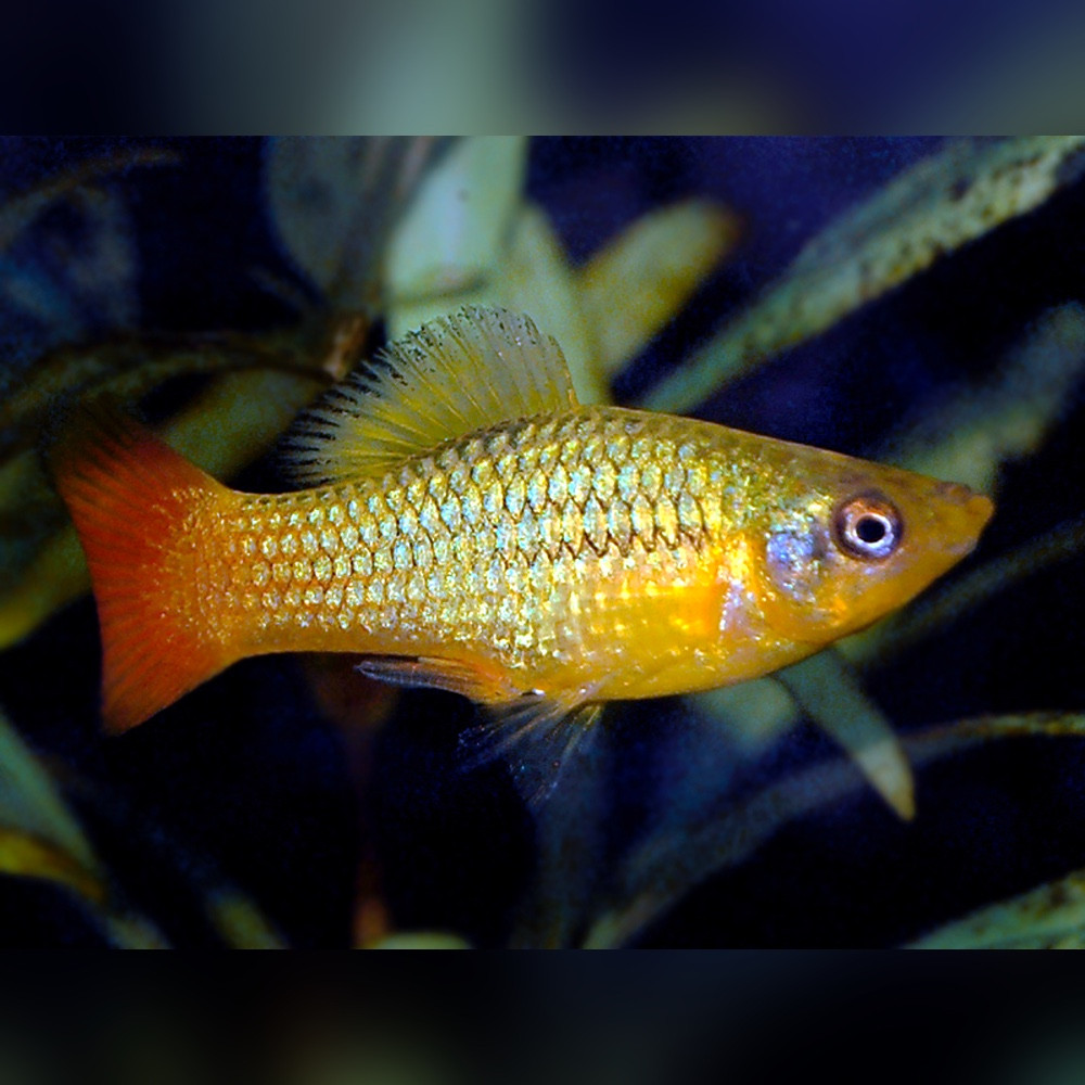 Platy Variatus De Aleta Alta Venta De Platy Calico Xiphoporus