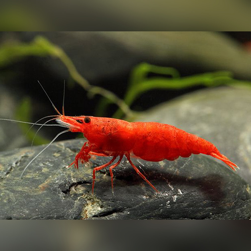 Bloody Mary Red Cherry Shrimp (Neocaridina davidi)