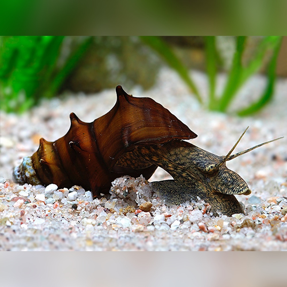 Pagoda Snail (Brotia pagodula)