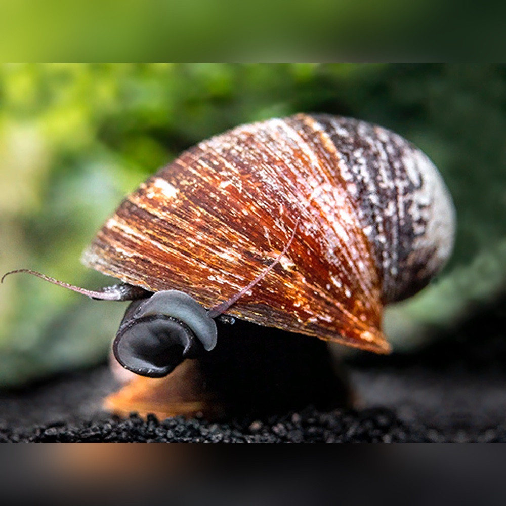 Red Lipped Snail (Neritina violacea)