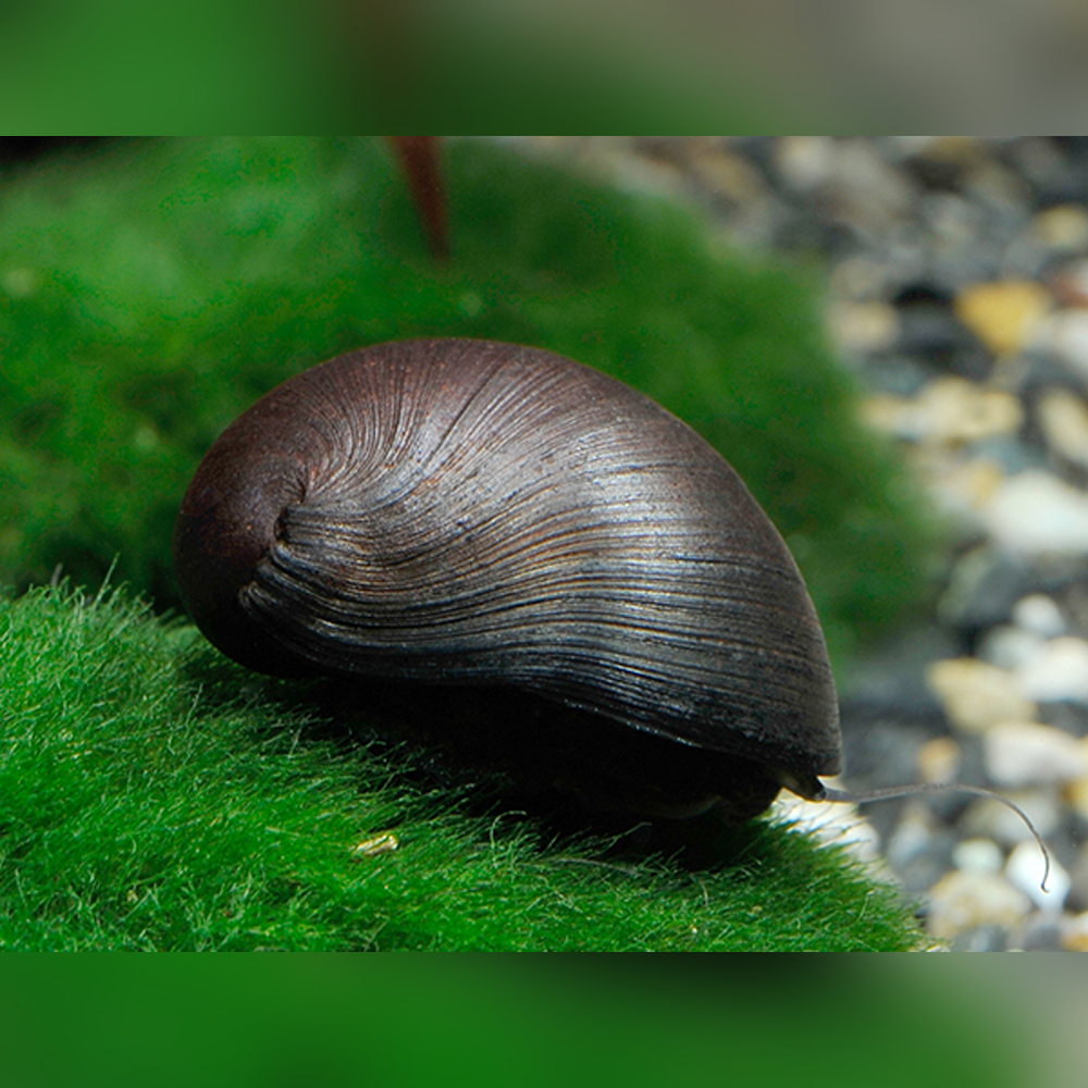 Black Military Helmet Nerite Snail (Neritina pulligera)