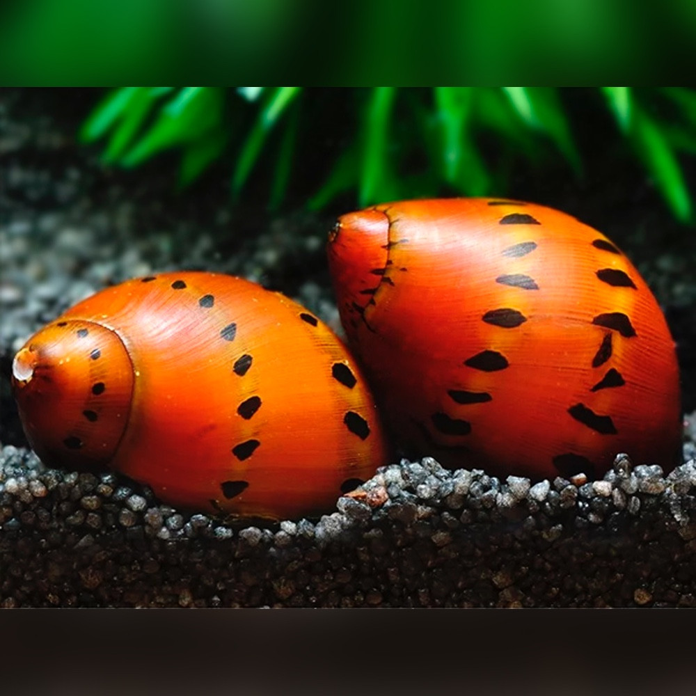 Red Spotted Nerite Snail (Vittina natalensis)