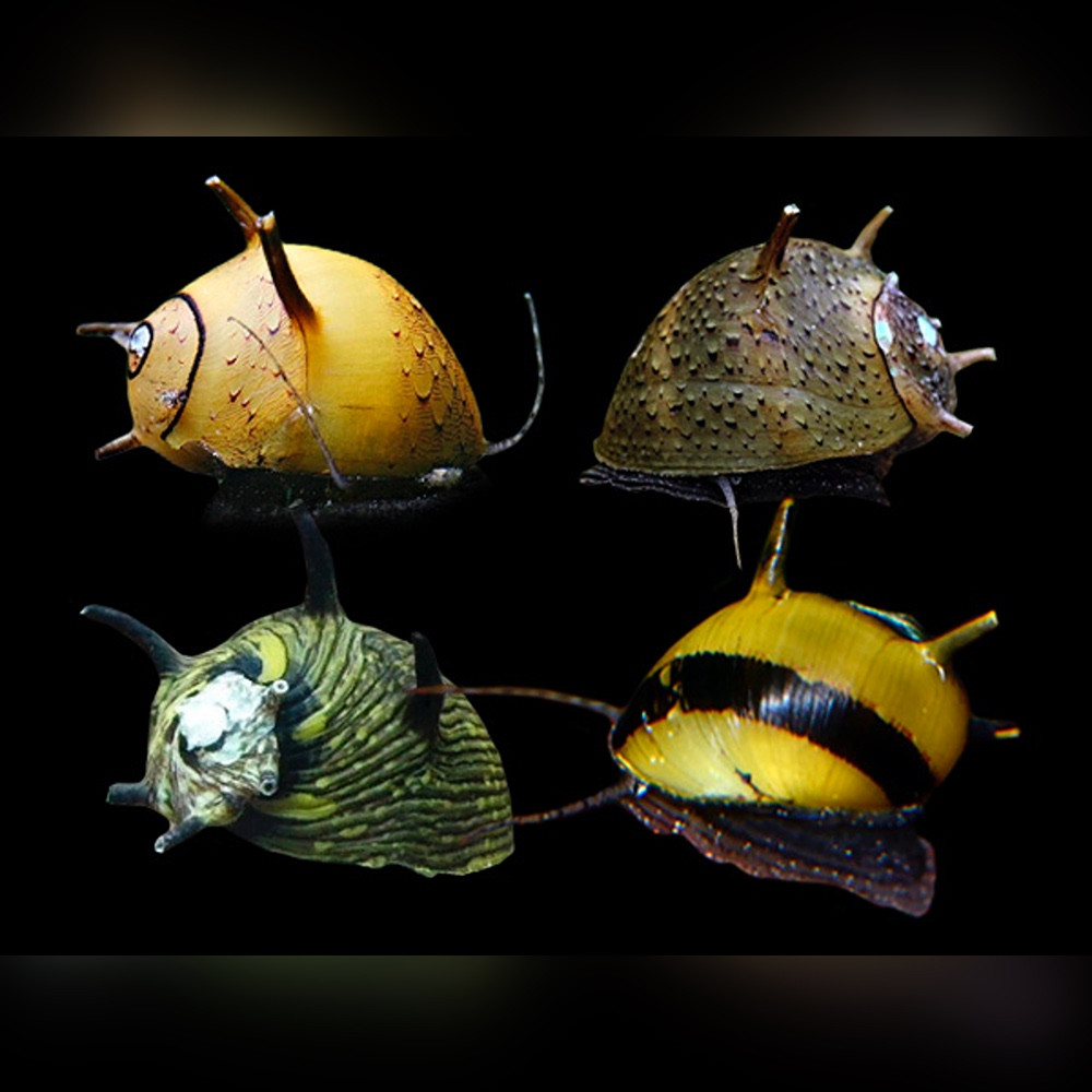 Nerite Snails Horned Nerite Snail (Beginner's Guide)