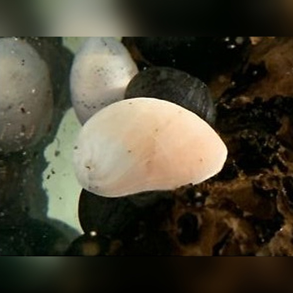 White Military Helmet Snail (Neritina pulligera)