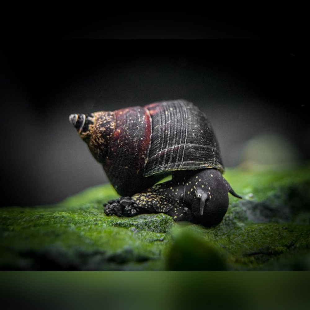 Triangle Rabbit Snail (Tylomelania sinobartfeldi)