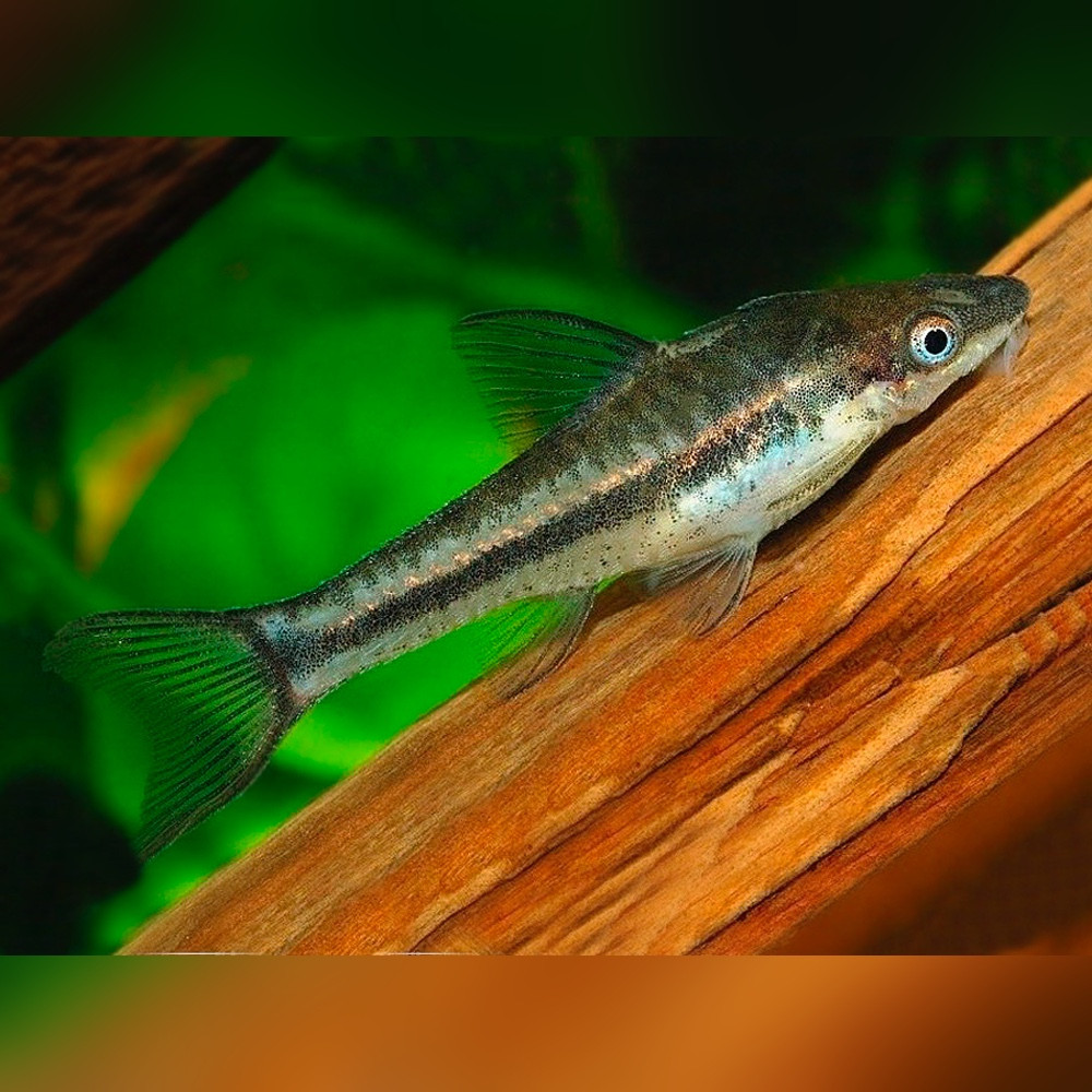 Dwarf Sucker Catfish (Otocinclus affinis)