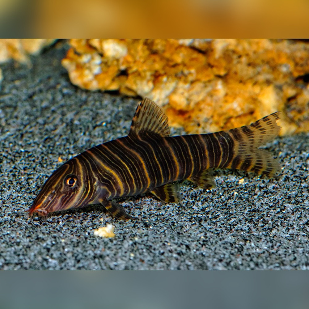 Zebra Loach | Riverpark Aquatics