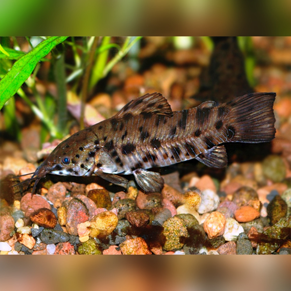 Hoplo Catfish (Megalechis thoracata)