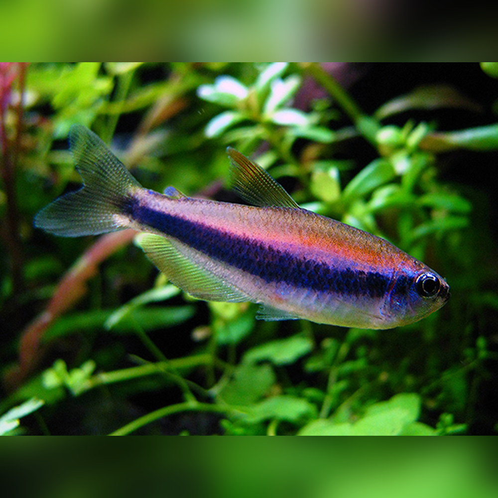Purple Emperor Tetra Care