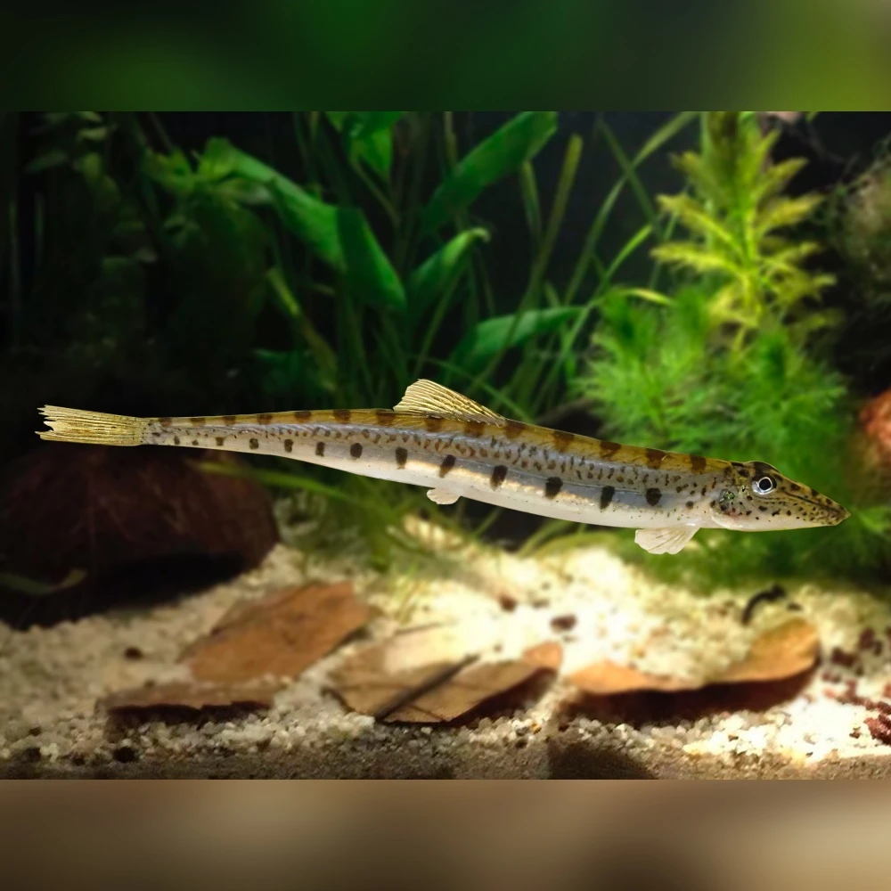 Horseface Loach (Acantopsis choirorhynchos)