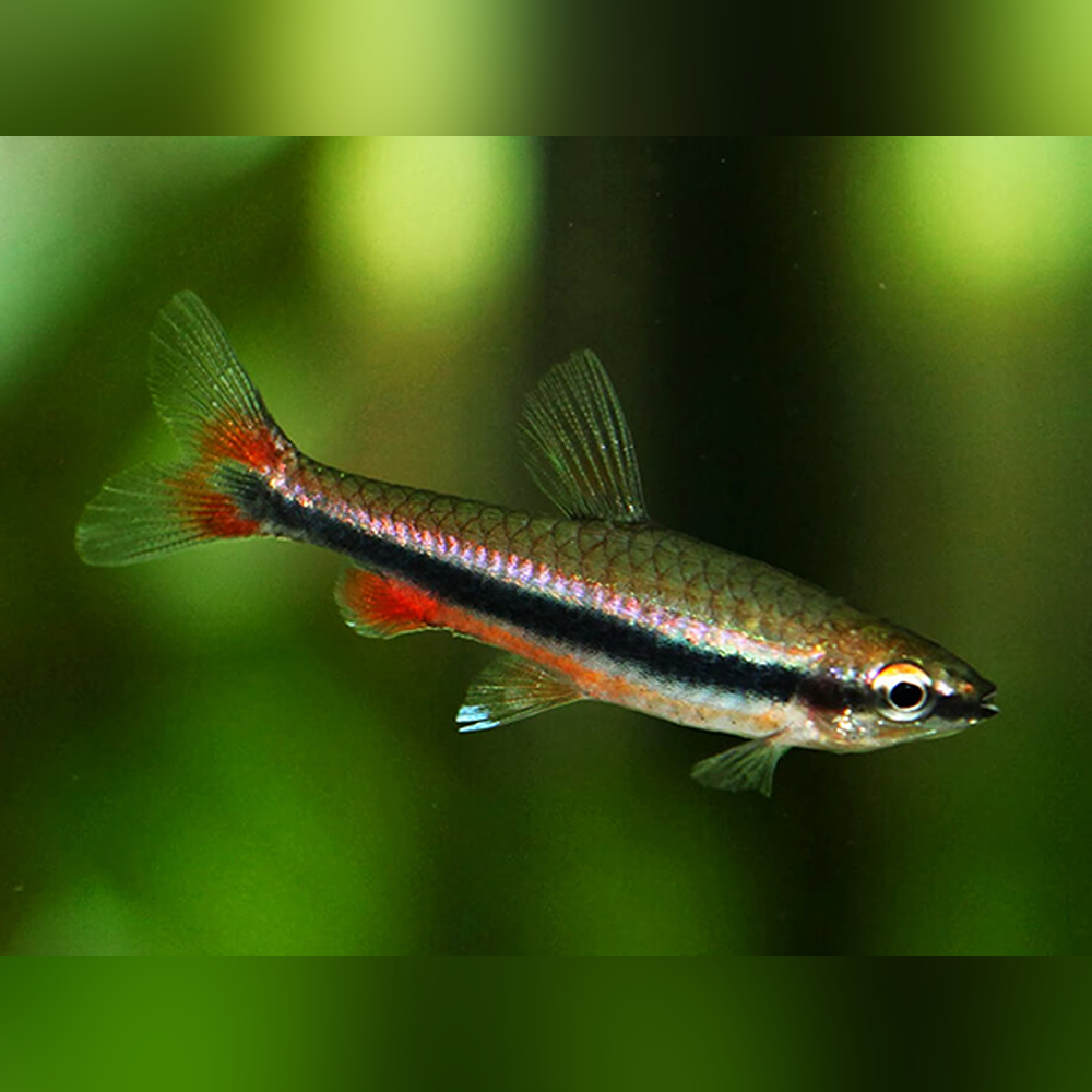 Golden Pencilfish (Nannostomus beckfordi)