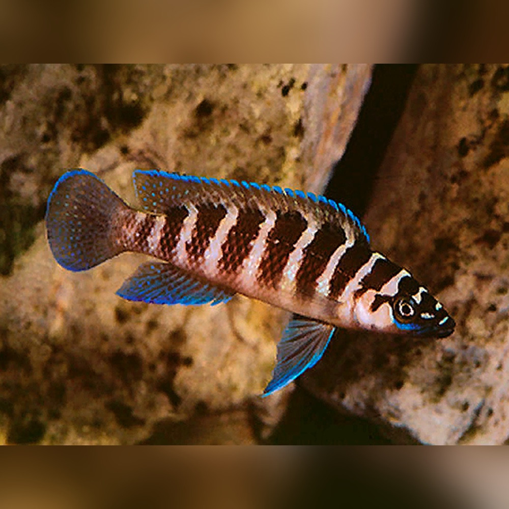 Cylinder Cichlid (Neolamprologus cylindricus)