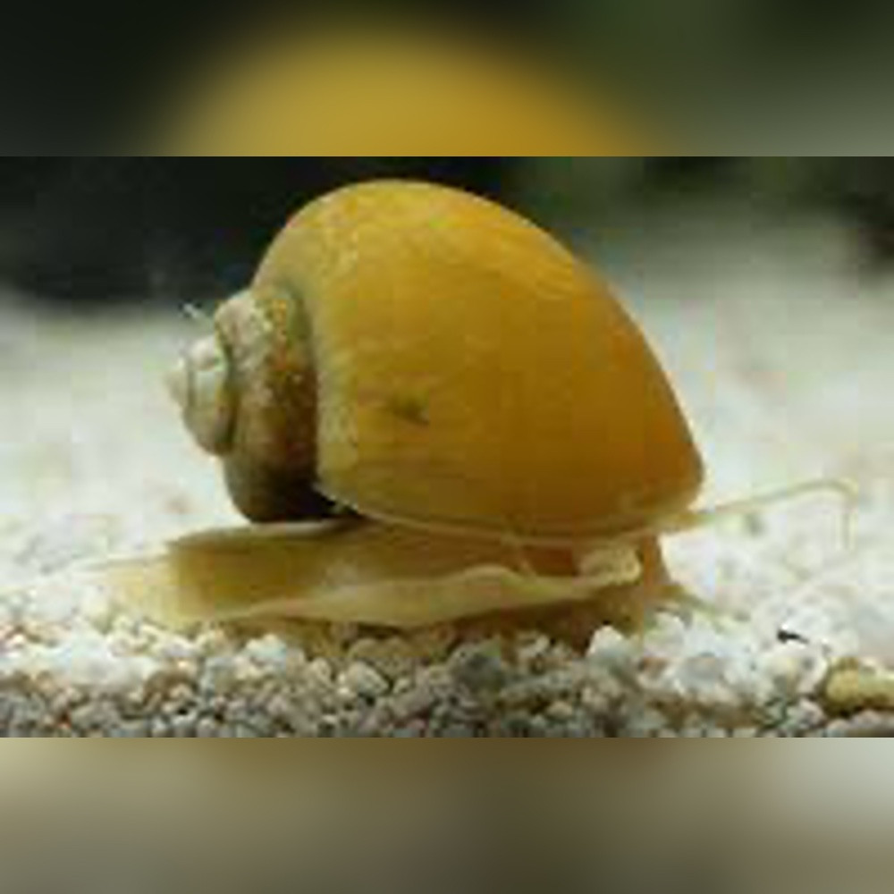 Golden Apple Snail (Pomacea canaliculata)