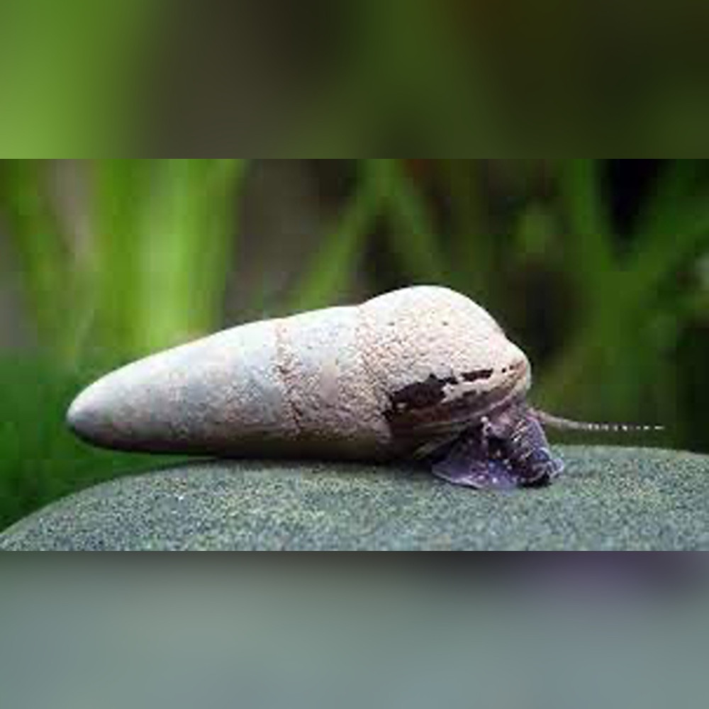 Chocolate Rabbit Snail (Tylomelania zemis)