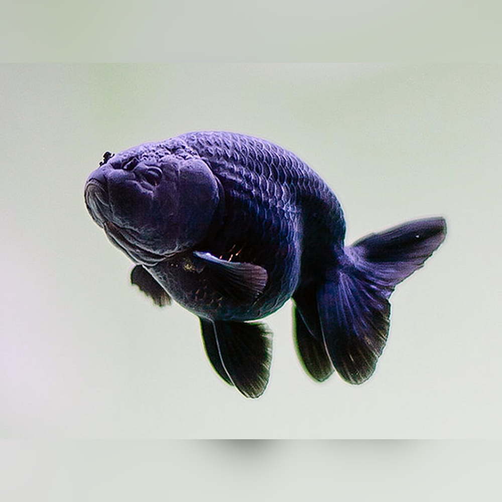Thai Black Ranchu Goldfish (Carassius auratus) | Riverpark Aquatics